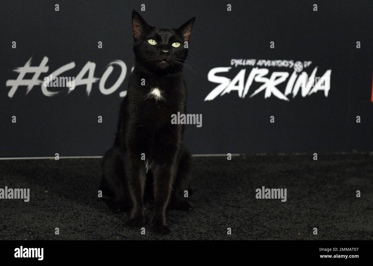 A black cat sits on the carpet at the premiere of the occult-themed ...