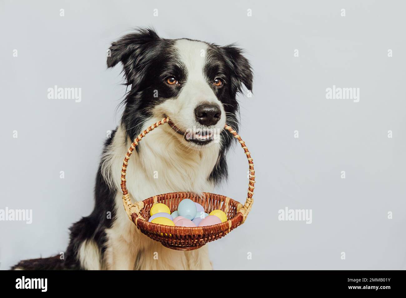 Happy Easter concept. Preparation for holiday. Cute puppy dog border ...