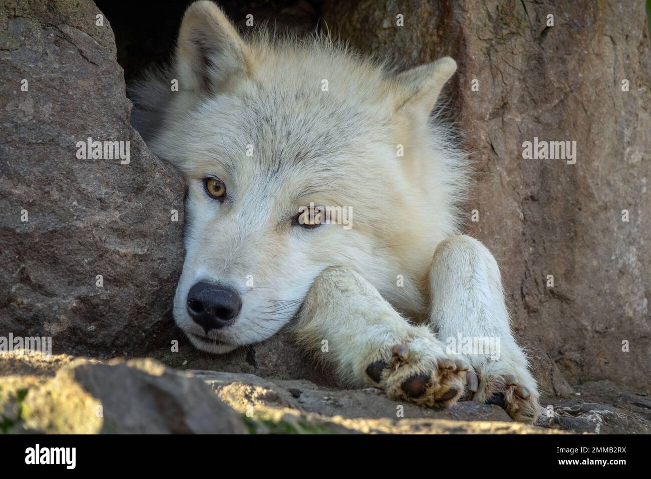 White wolf sleeping hi-res stock photography and images - Alamy