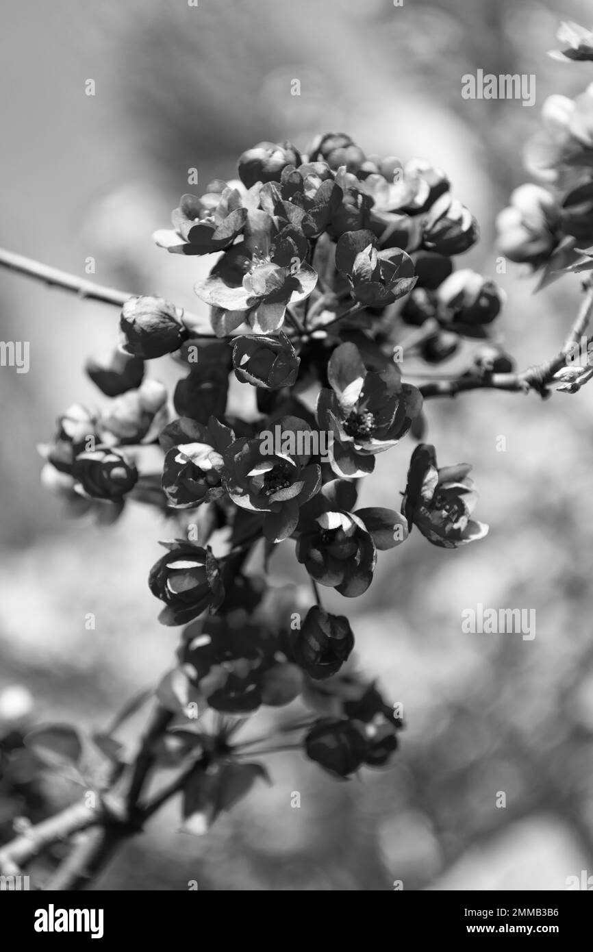 Apricot tree spring Black and White Stock Photos & Images - Alamy