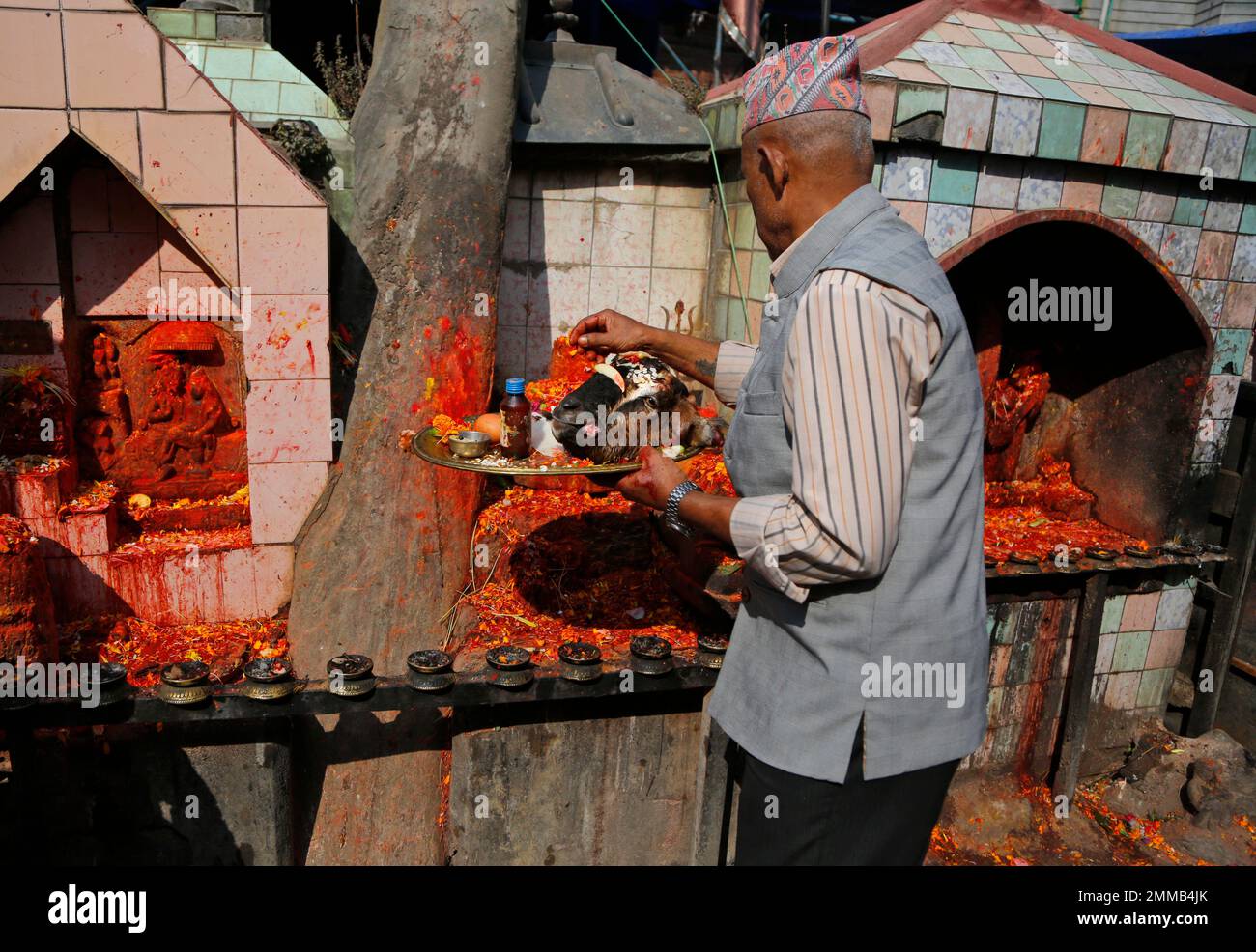 A Hindu devotee carries the head of a sacrificed goat on a plate as he ...
