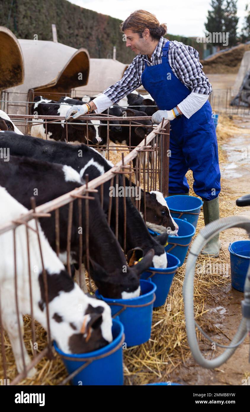 Adult male farmer giving water to calves on farm Stock Photo - Alamy