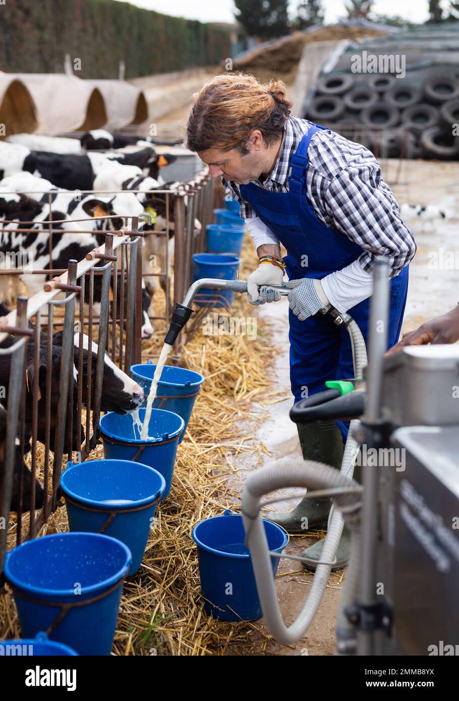 Farmer man feeds calves at dairy cow farm Stock Photo - Alamy