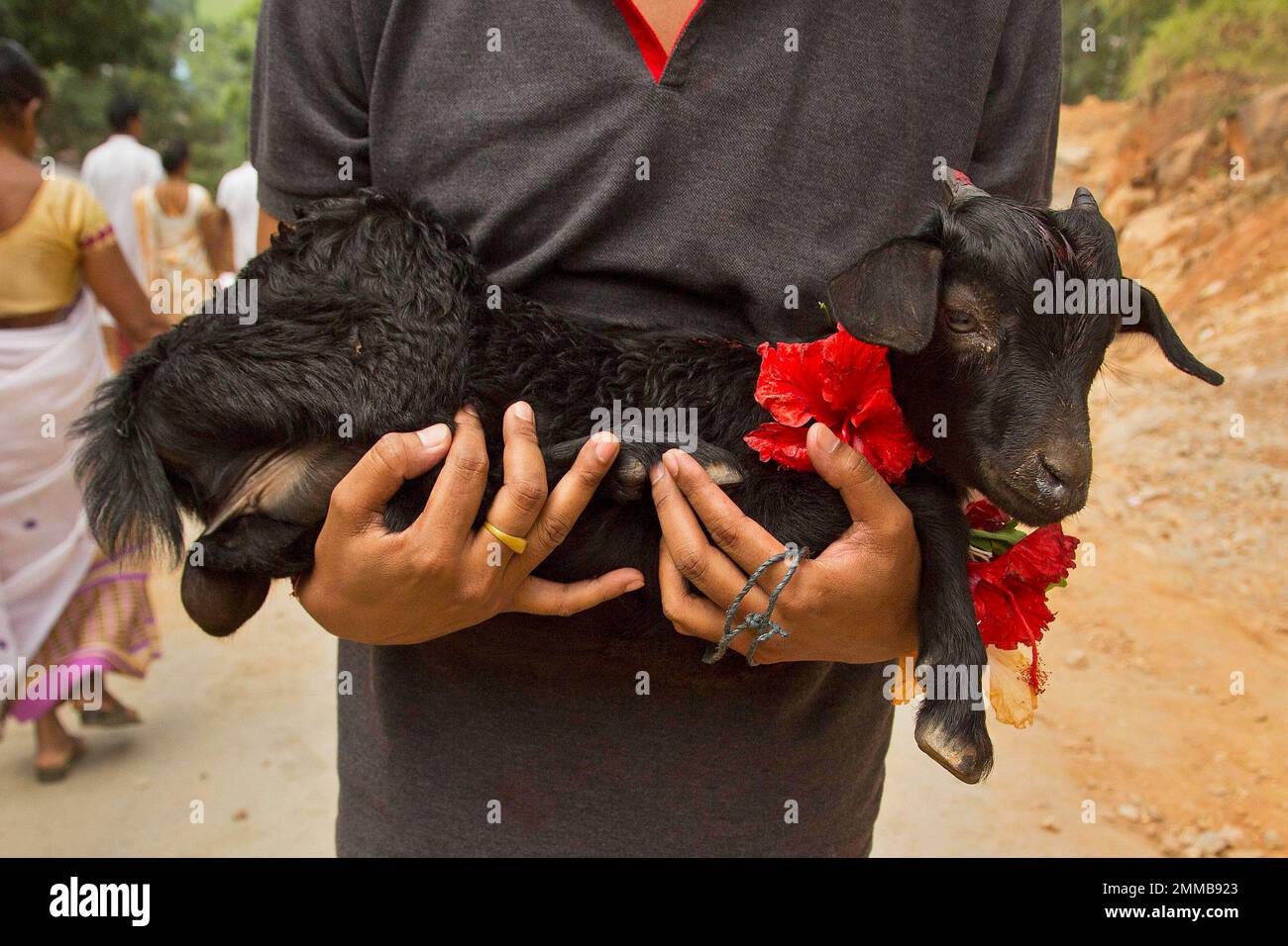 A devotee carries a goat for sacrifice at a temple of Hindu goddess ...