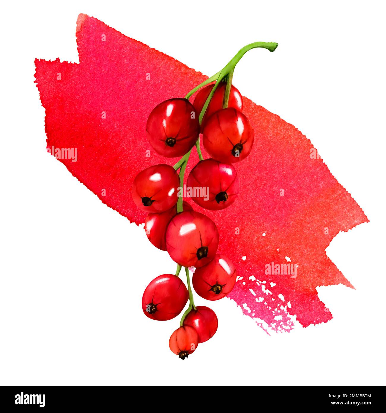 Watercolor red currant berries isolated on white background. Hand drawn ...