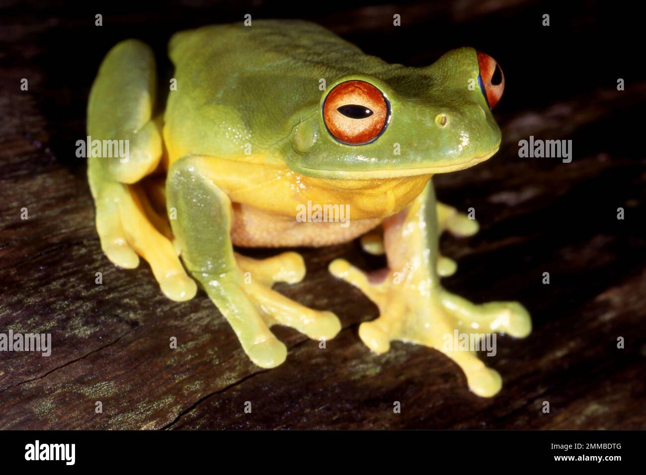 Australian Red-eyed Tree Frog resting on log Stock Photo - Alamy