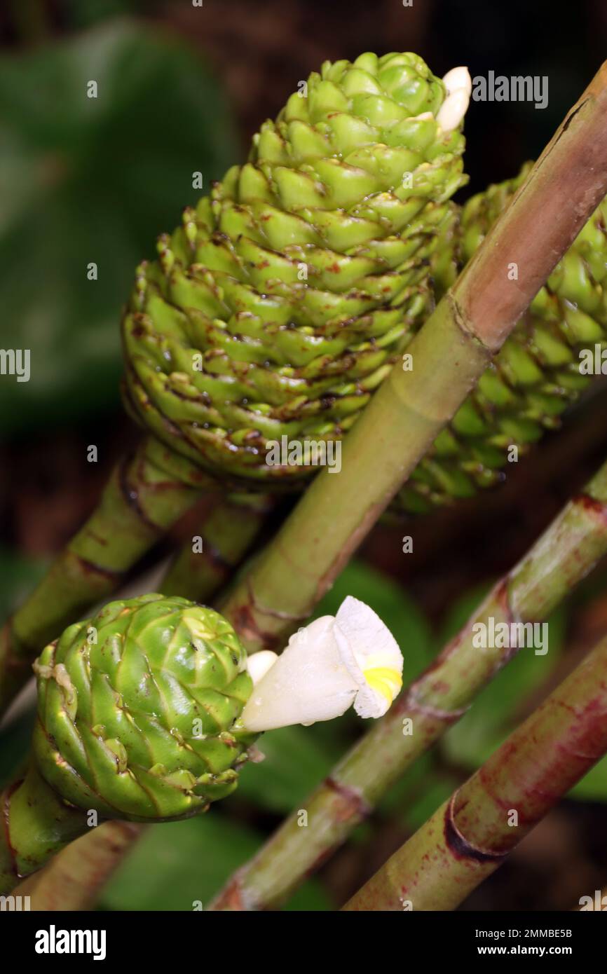 Costus dubius (Syn. Costus maculatus) im botanischen Garten, Nordrhein ...