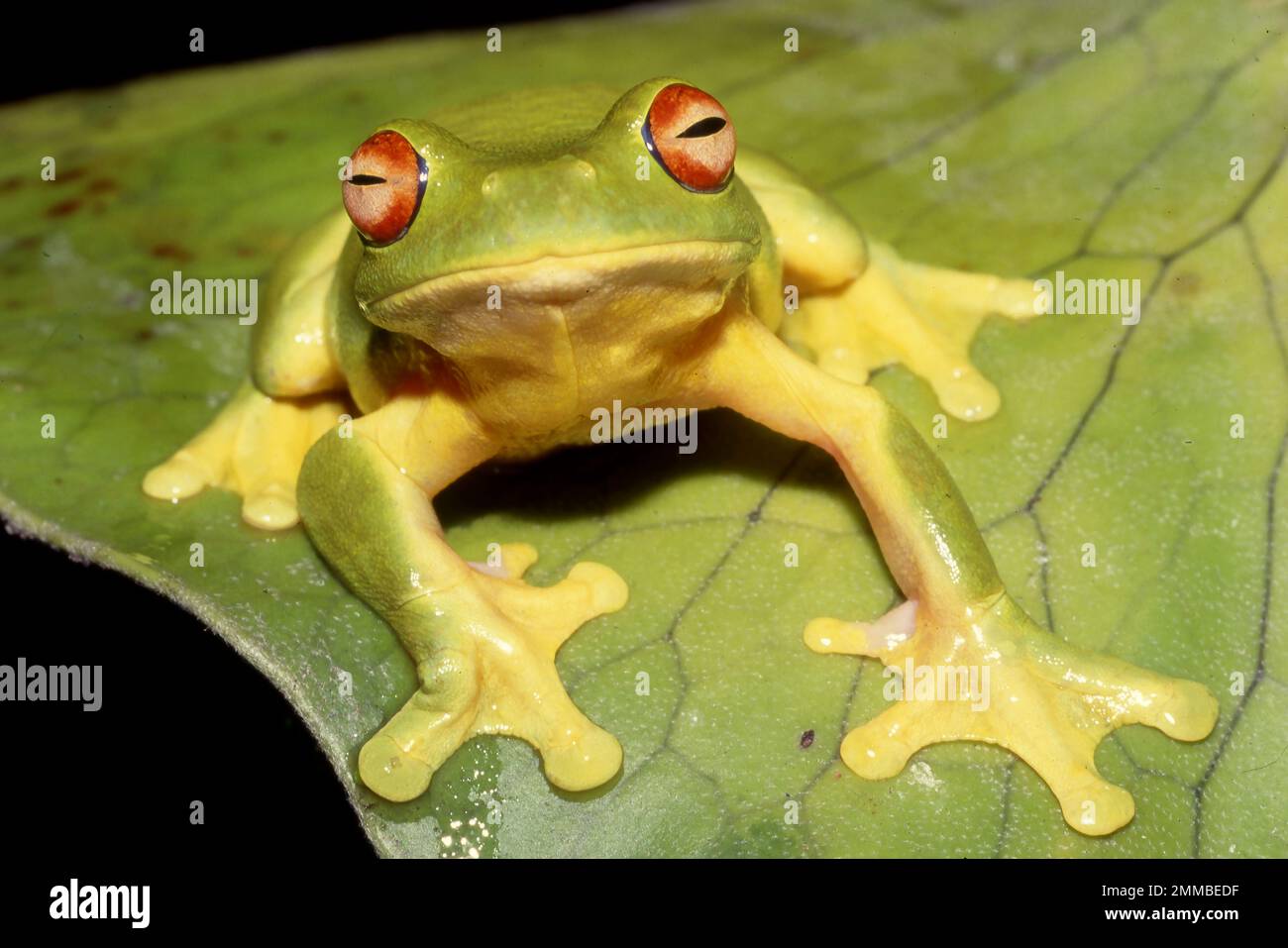 Australian Red-eyed Tree Frog resting on fern frond Stock Photo - Alamy
