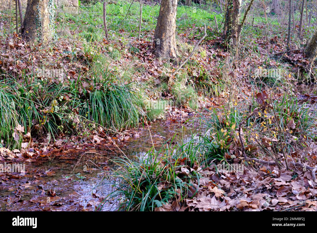 Stream river flowing through a forest ground covered by autumn leaves ...