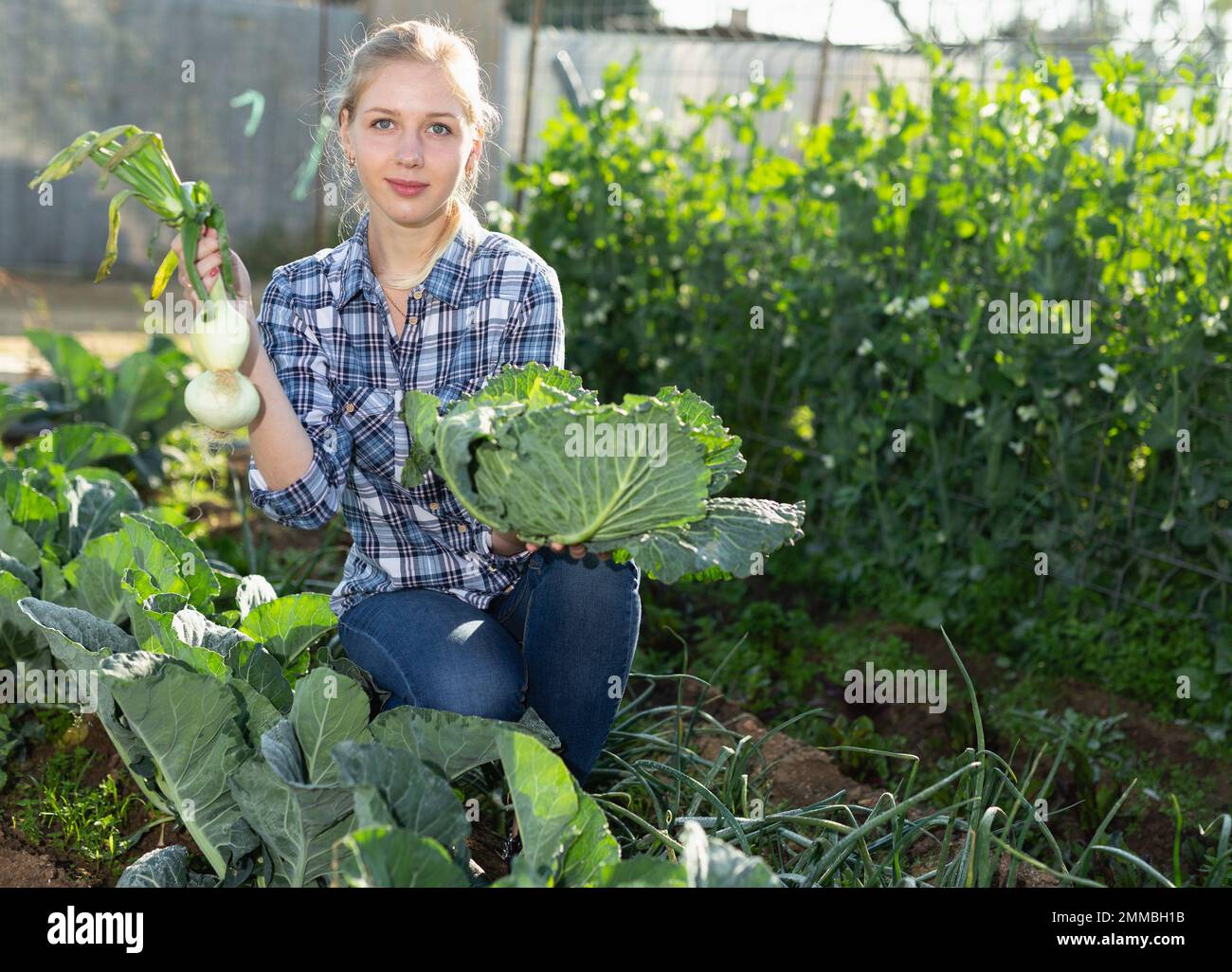 Cabbage plantations hi-res stock photography and images - Alamy