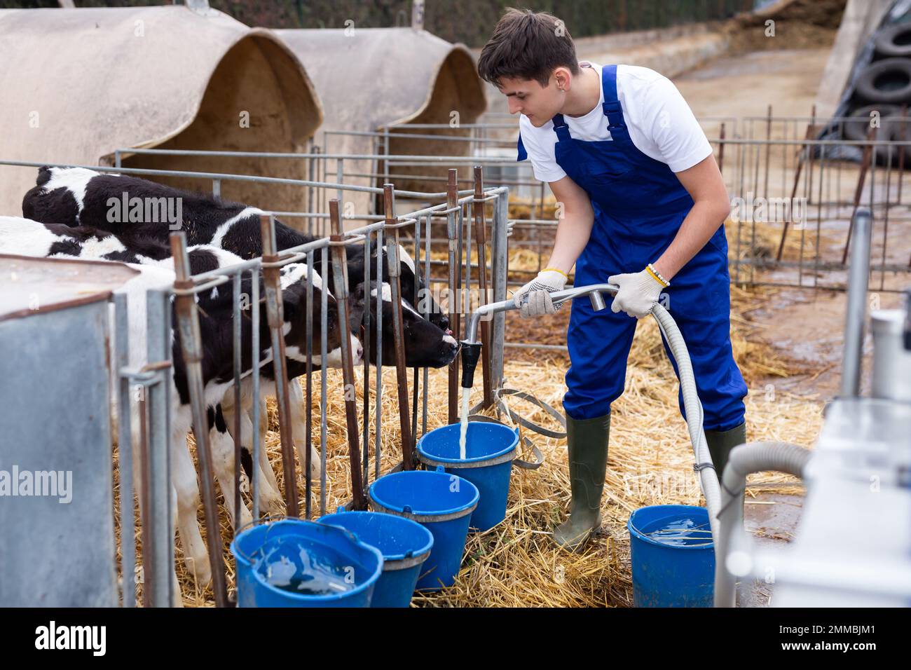 Young boy farmer giving water to calves on farm Stock Photo - Alamy