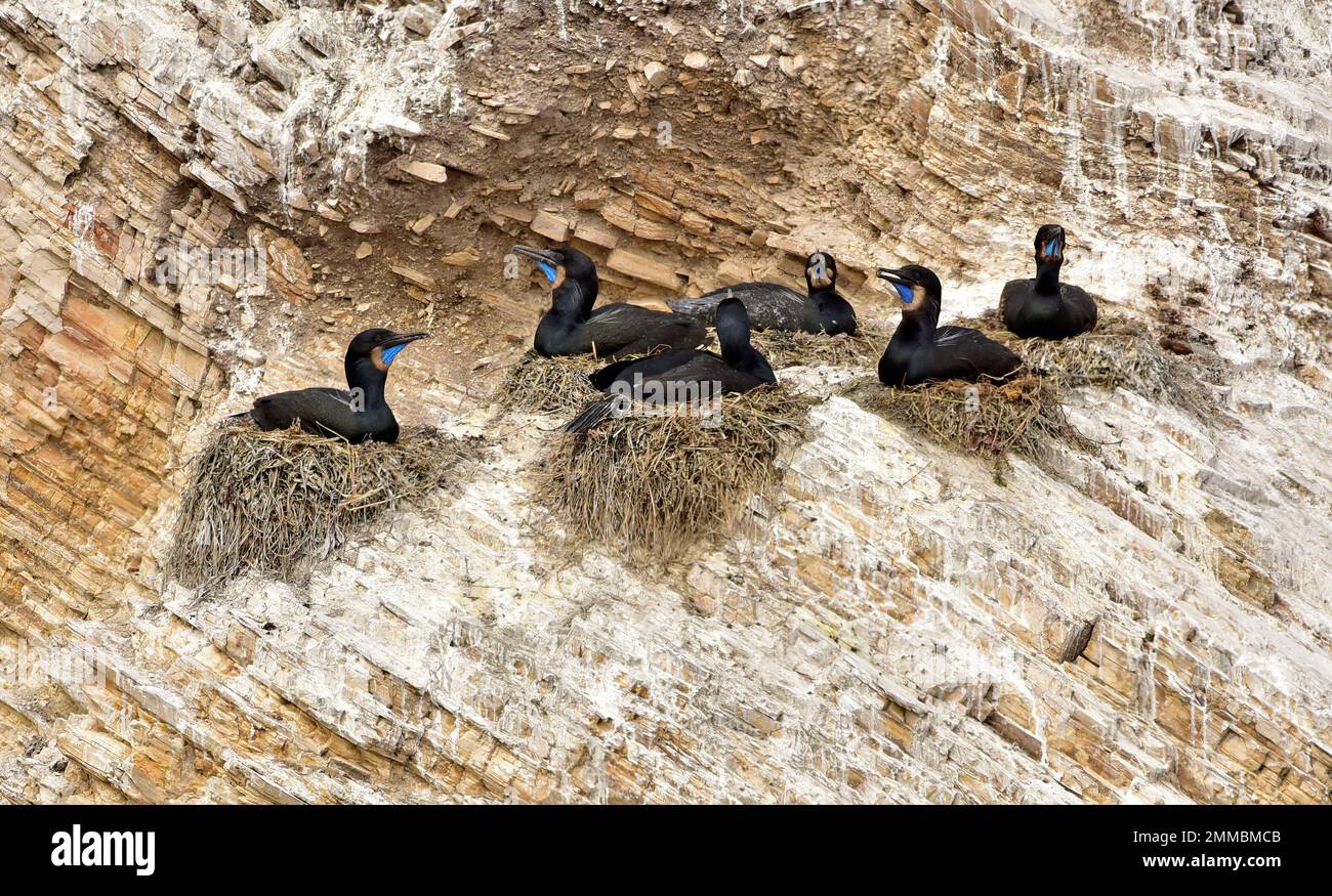 Brandt's Cormorants at nesting rookery on offshore rocks, Montana de ...