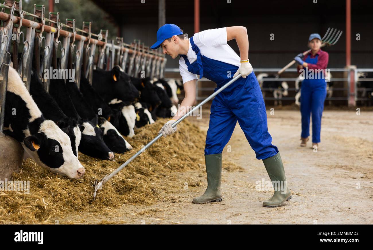 Slovenian cows hi-res stock photography and images - Alamy