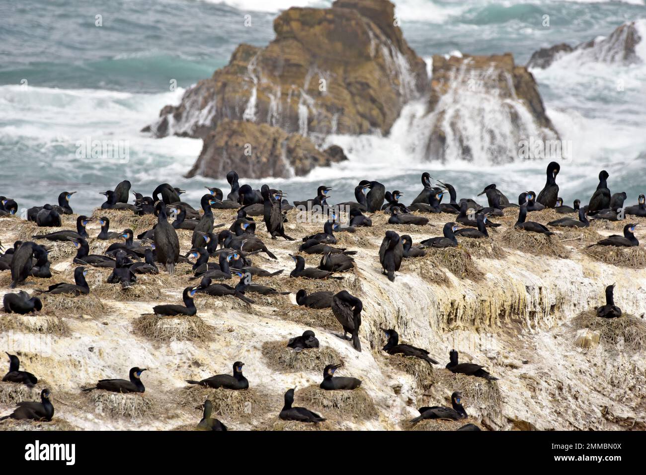 Brandt's Cormorants at nesting rookery on offshore rocks, Montana de ...