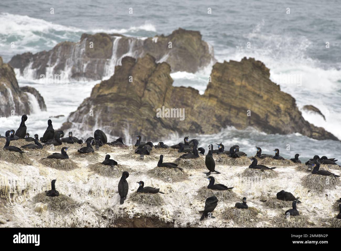 Brandt's Cormorants at nesting rookery on offshore rocks, Montana de ...