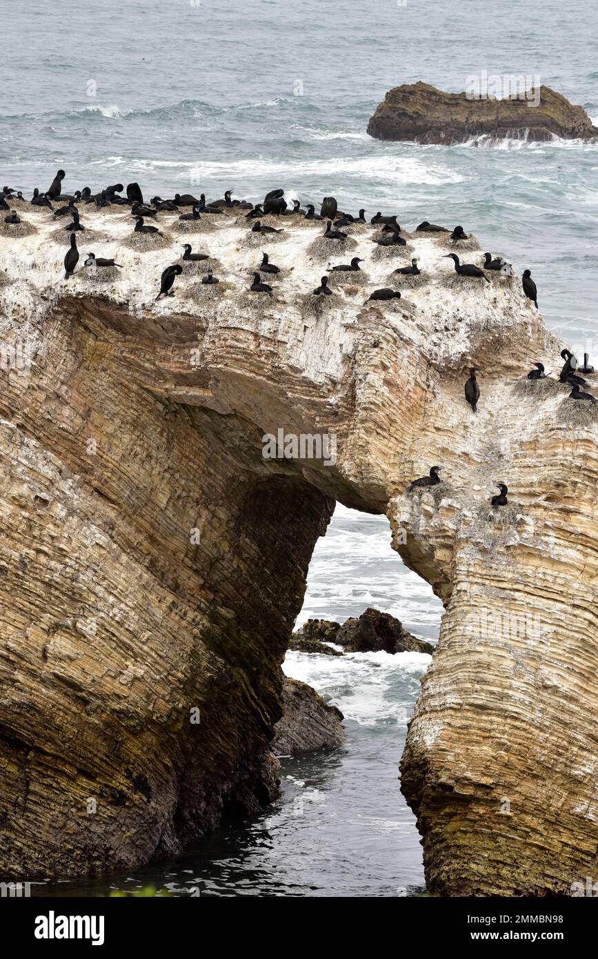 Brandt's Cormorants at nesting rookery on offshore rocks, Montana de ...