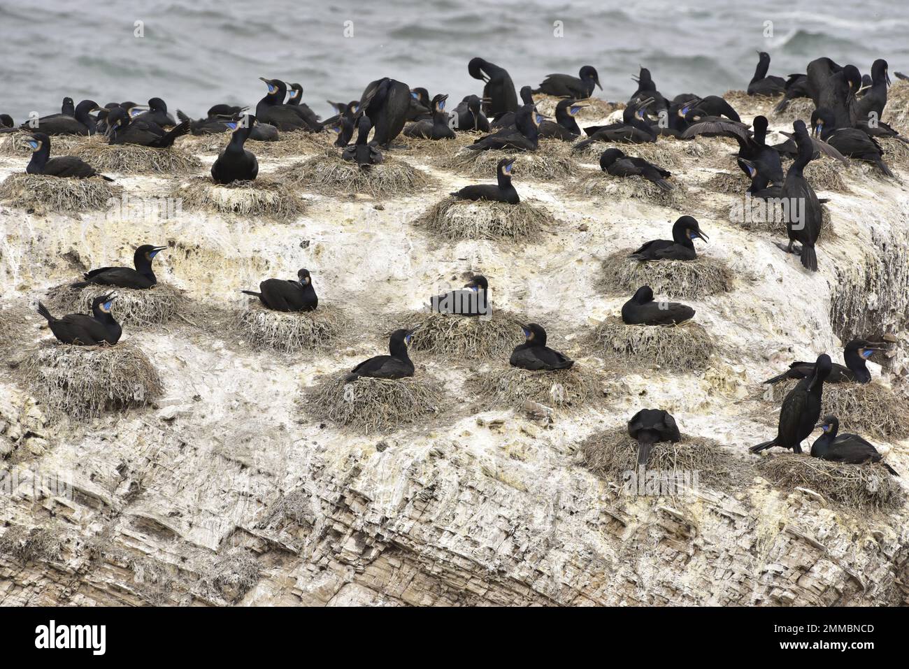Brandt's Cormorants at nesting rookery on offshore rocks, Montana de ...