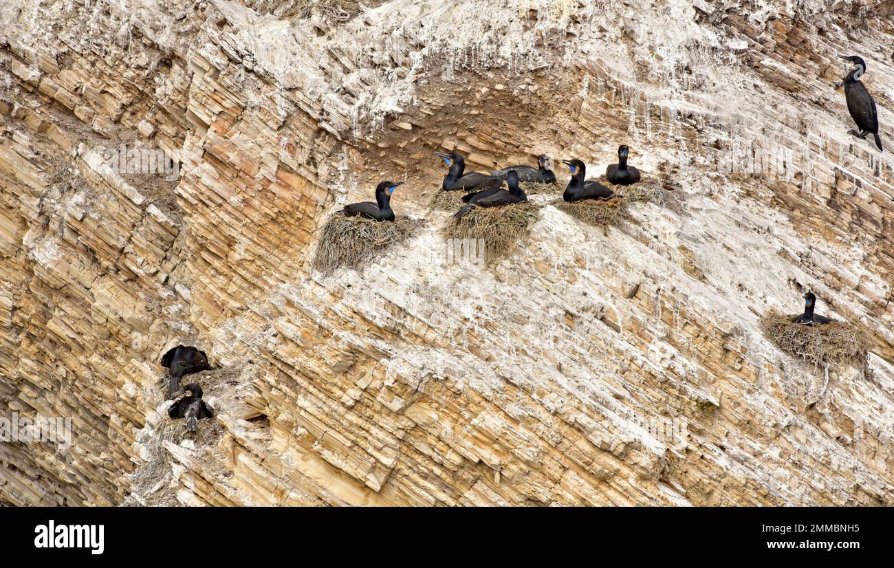 Brandt's Cormorants at nesting rookery on offshore rocks, Montana de ...