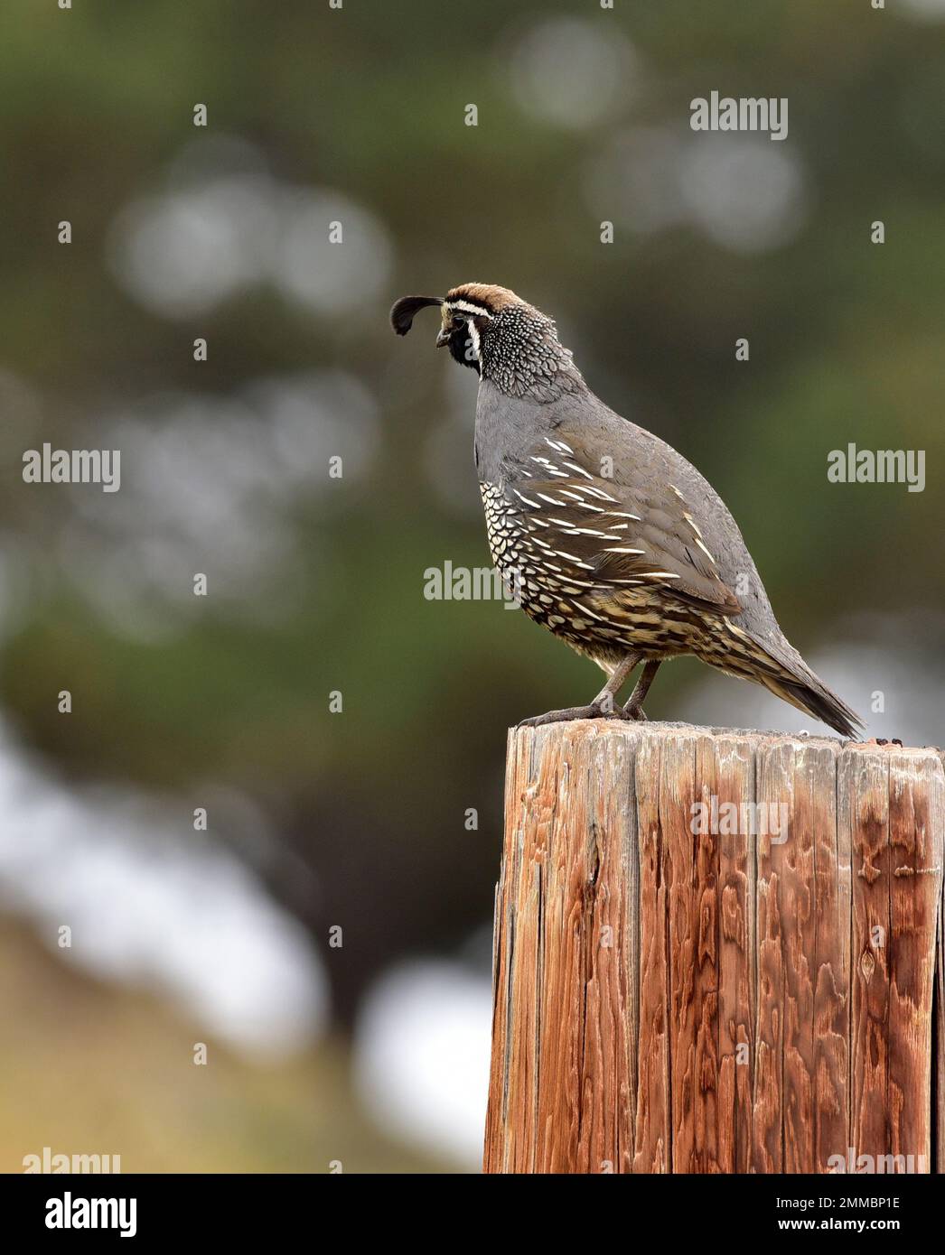 California quail male standing guard over his family, Montana de Oro ...