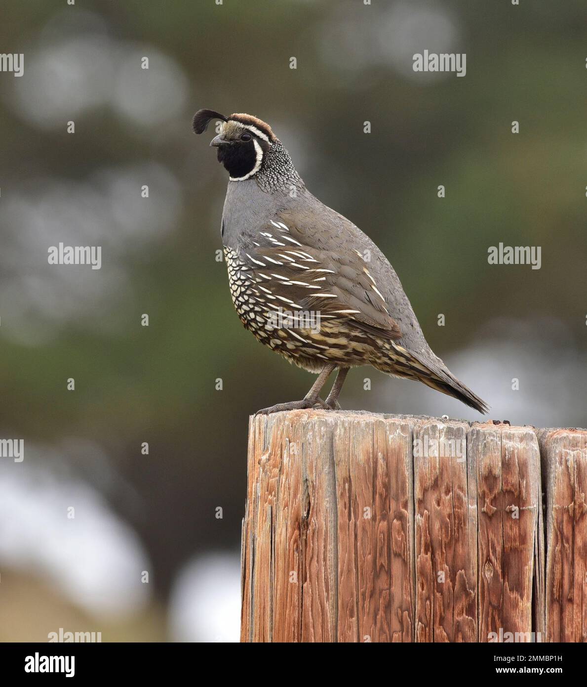 California quail male standing guard over his family, Montana de Oro ...