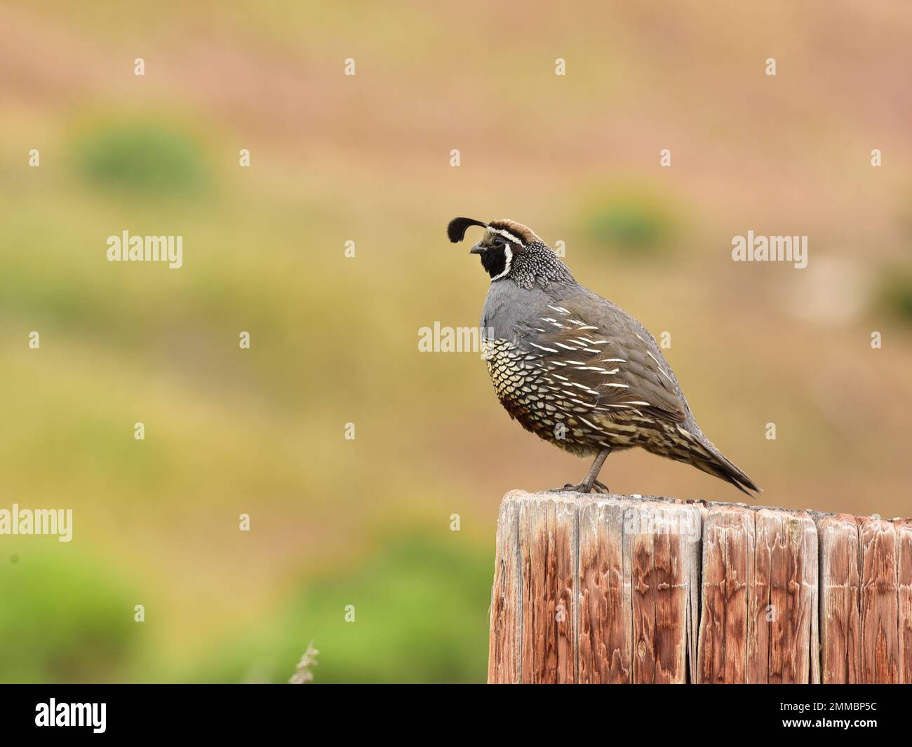 California quail male standing guard over his family, Montana de Oro ...