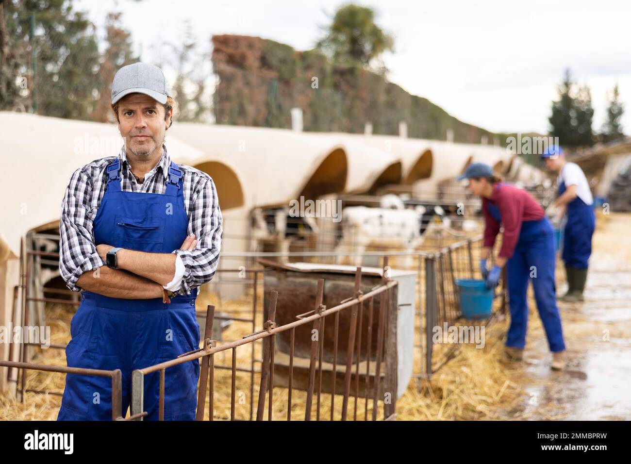 Adult male farmer giving water to calves on farm Stock Photo - Alamy