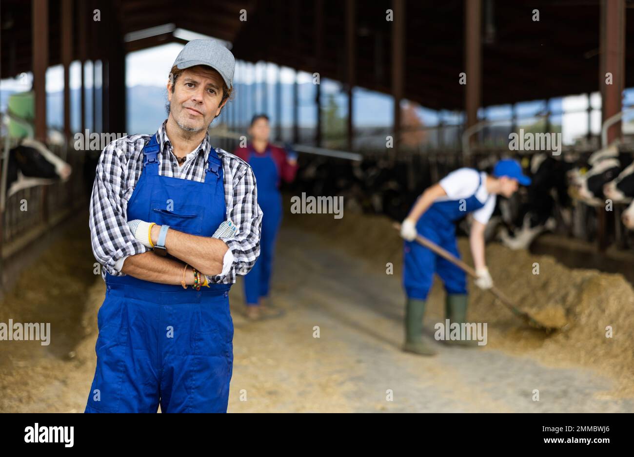 Adult male farmer posing while feeding cows at farm Stock Photo - Alamy