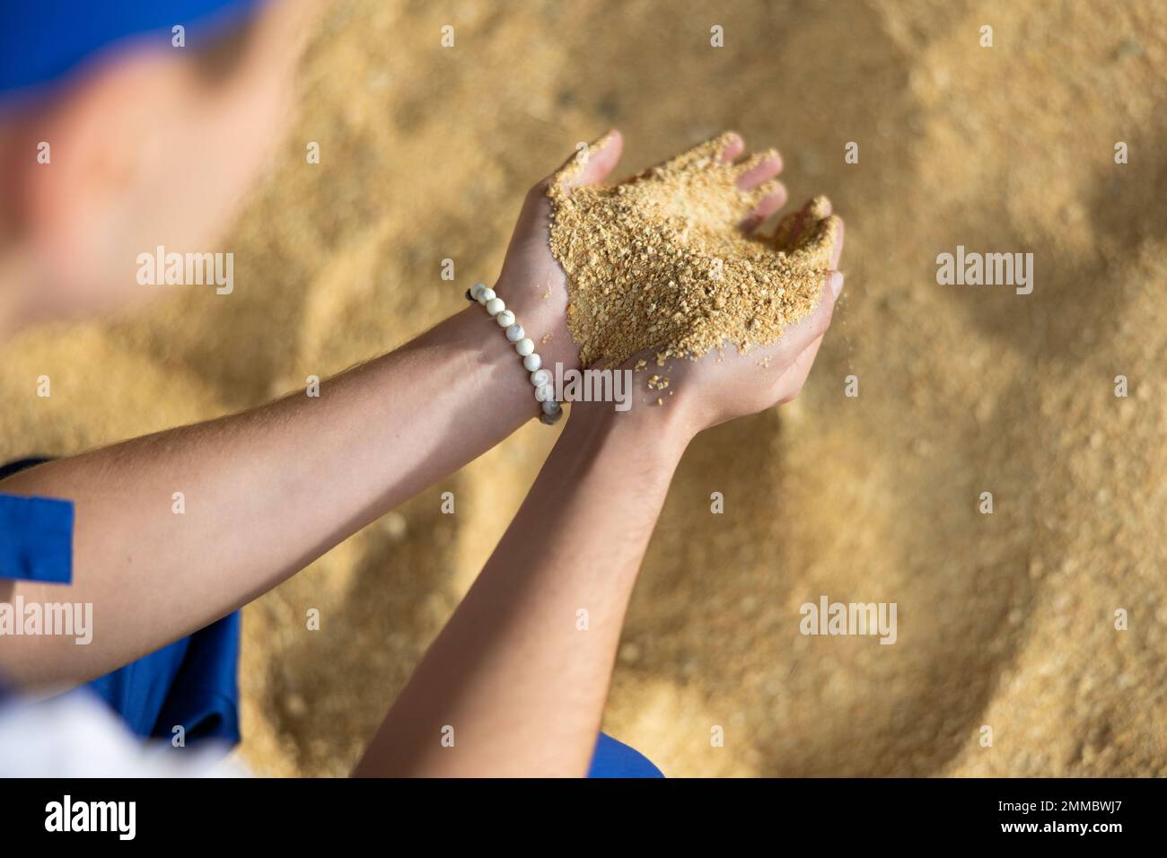 Close up of farmer worker hands holding animal feed soybean husk at ...