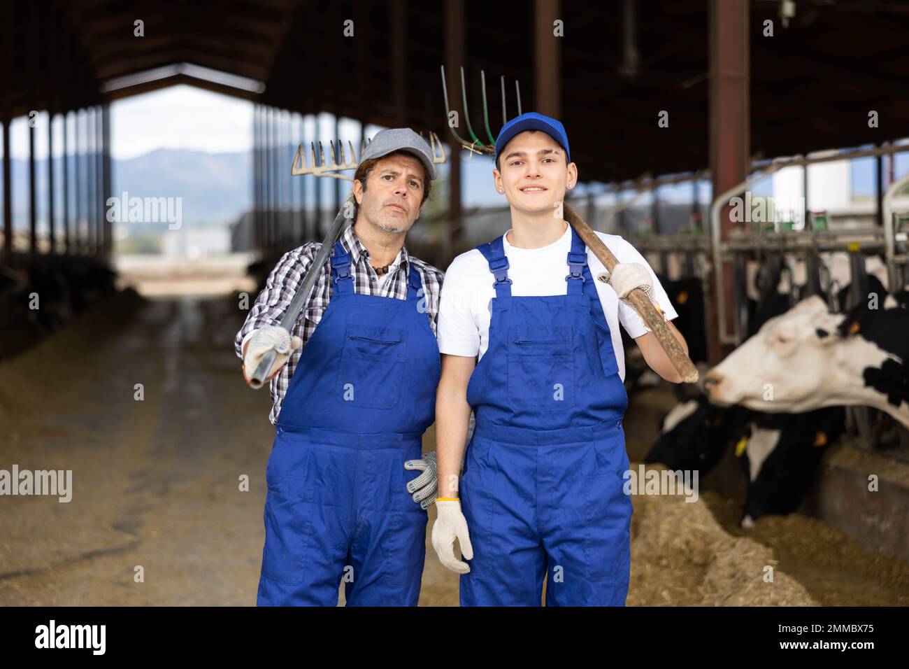 Livestock male farm workers posing together in cowshed during daily ...