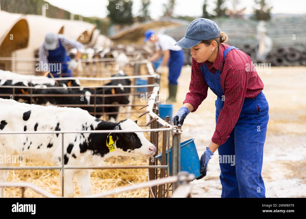 Positive woman farmer worker in uniform preparing water in buckets for ...