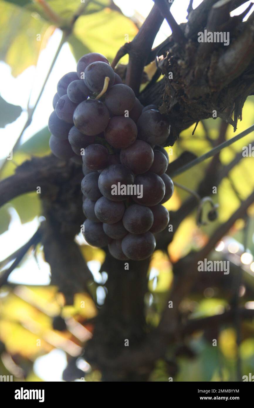 4M Vineyards & Farms is a Missouri source for wine grapes. St. James ...