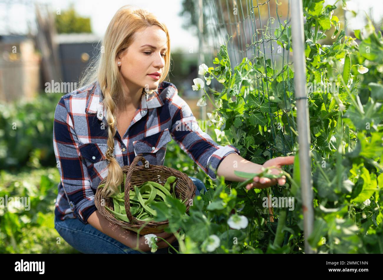 Woman picking green beans Stock Photo - Alamy