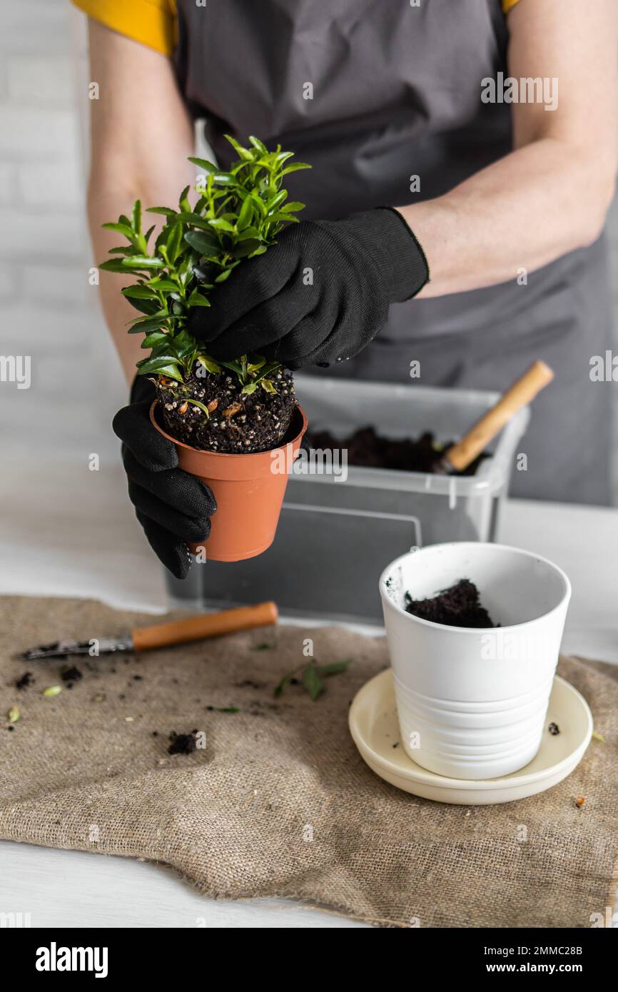 Close-up spring houseplant care, repotting houseplants. Waking up ...