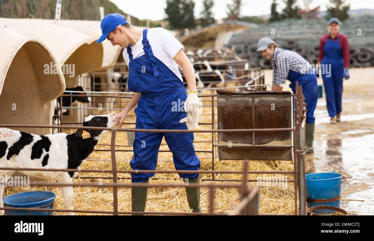 Male farmer taking care of calves at cow farm Stock Photo - Alamy