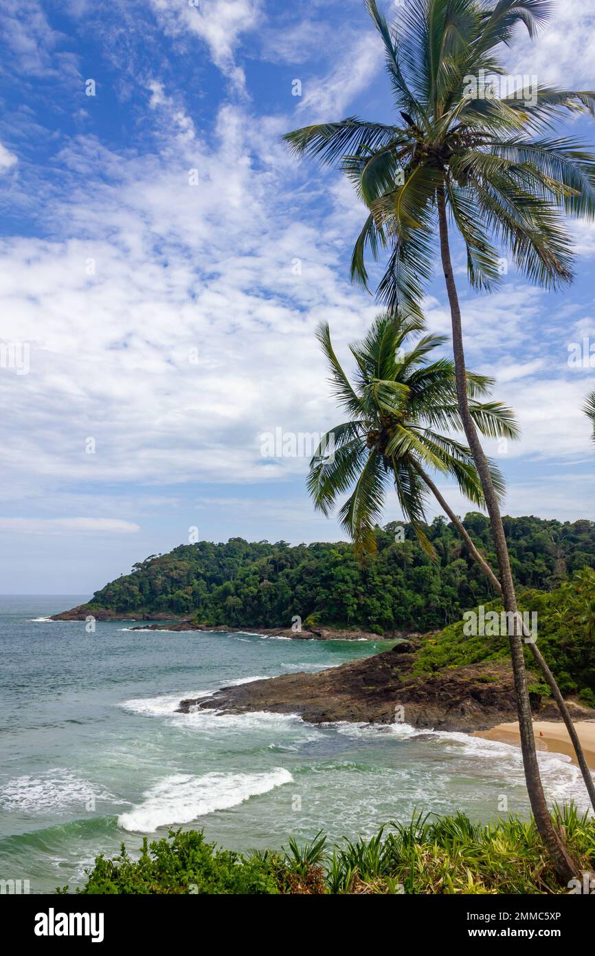 Coconut tree at Praia da Costa beach, Itacare, Bahia, Brazil Stock ...