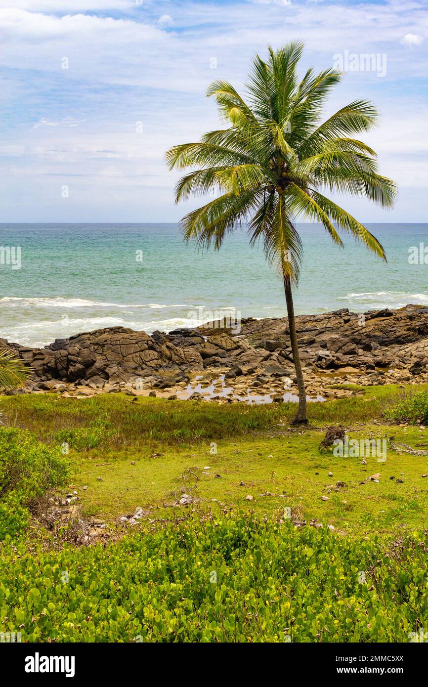 Coconut tree at Prainha beach trail, Itacare, Bahia, Brazil Stock Photo ...