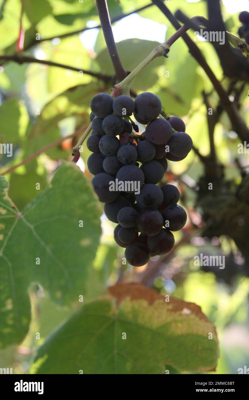 4M Vineyards & Farms is a Missouri source for wine grapes. St. James ...