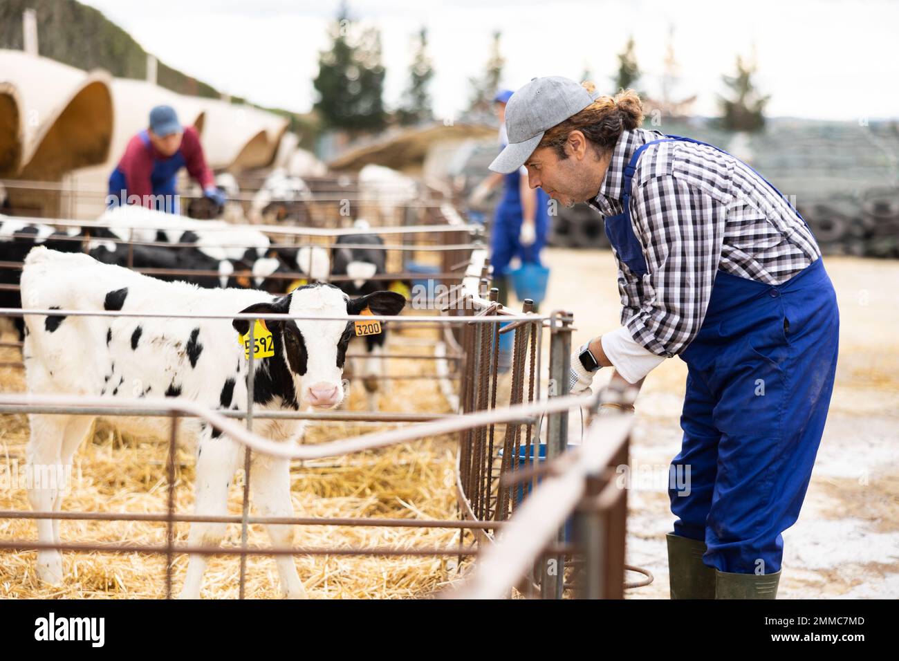 Male farmer taking care of calves at cow farm Stock Photo - Alamy
