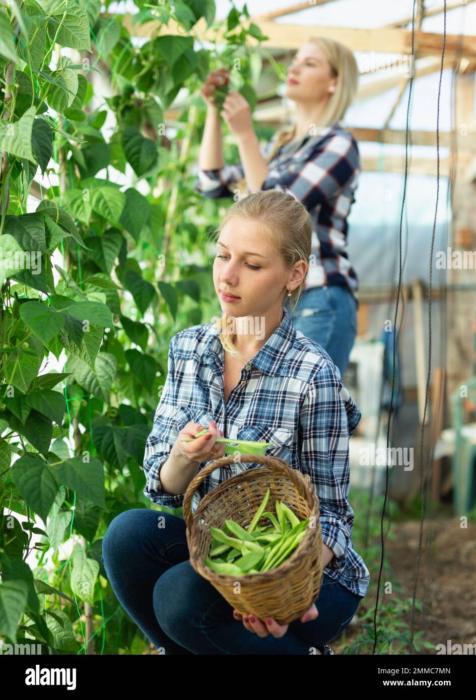 Runner beans agricultural hi-res stock photography and images - Alamy