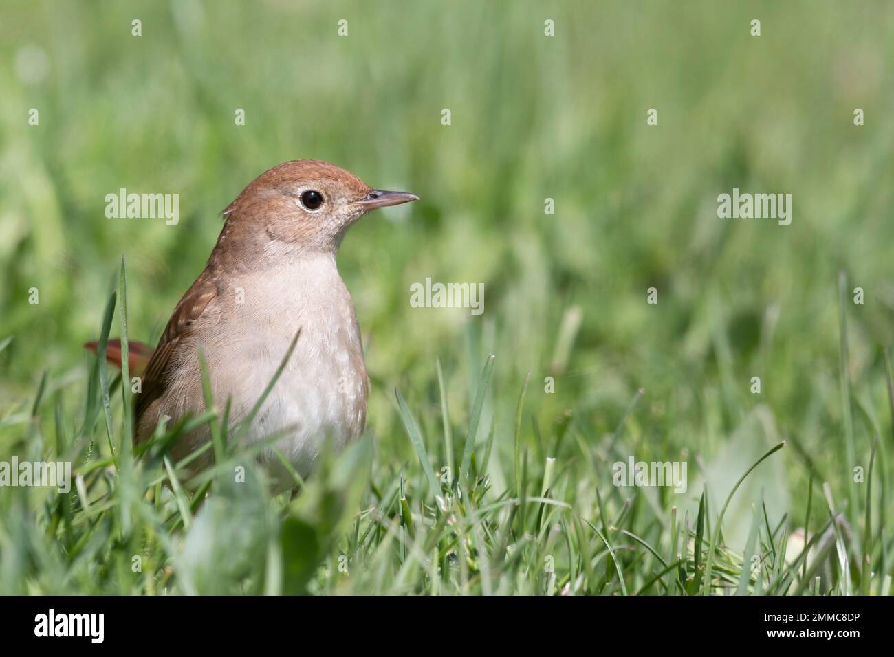 The common nightingale, rufous nightingale or nightingale (Luscinia ...