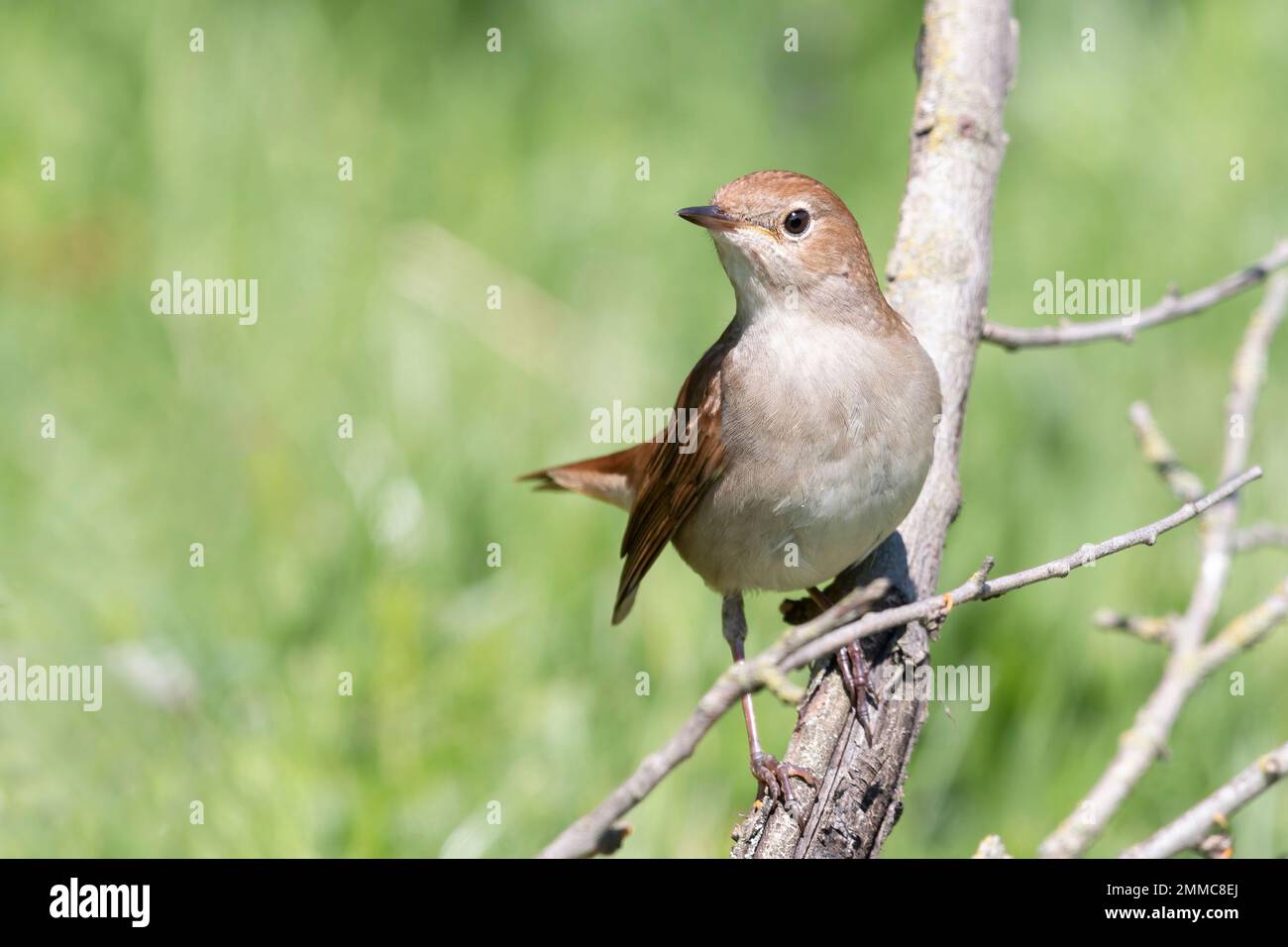 The common nightingale, rufous nightingale or nightingale (Luscinia ...