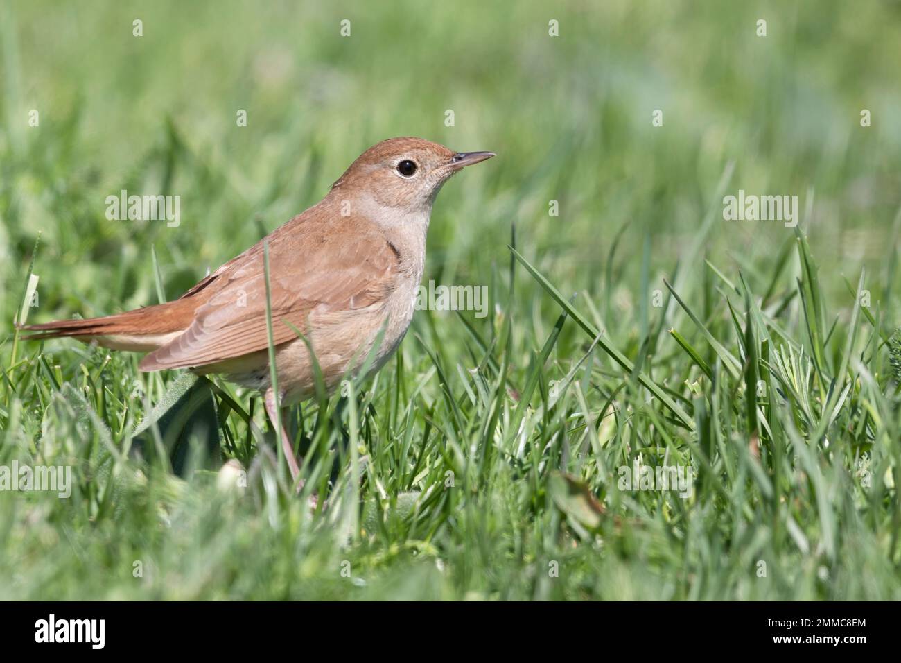 The common nightingale, rufous nightingale or nightingale (Luscinia ...