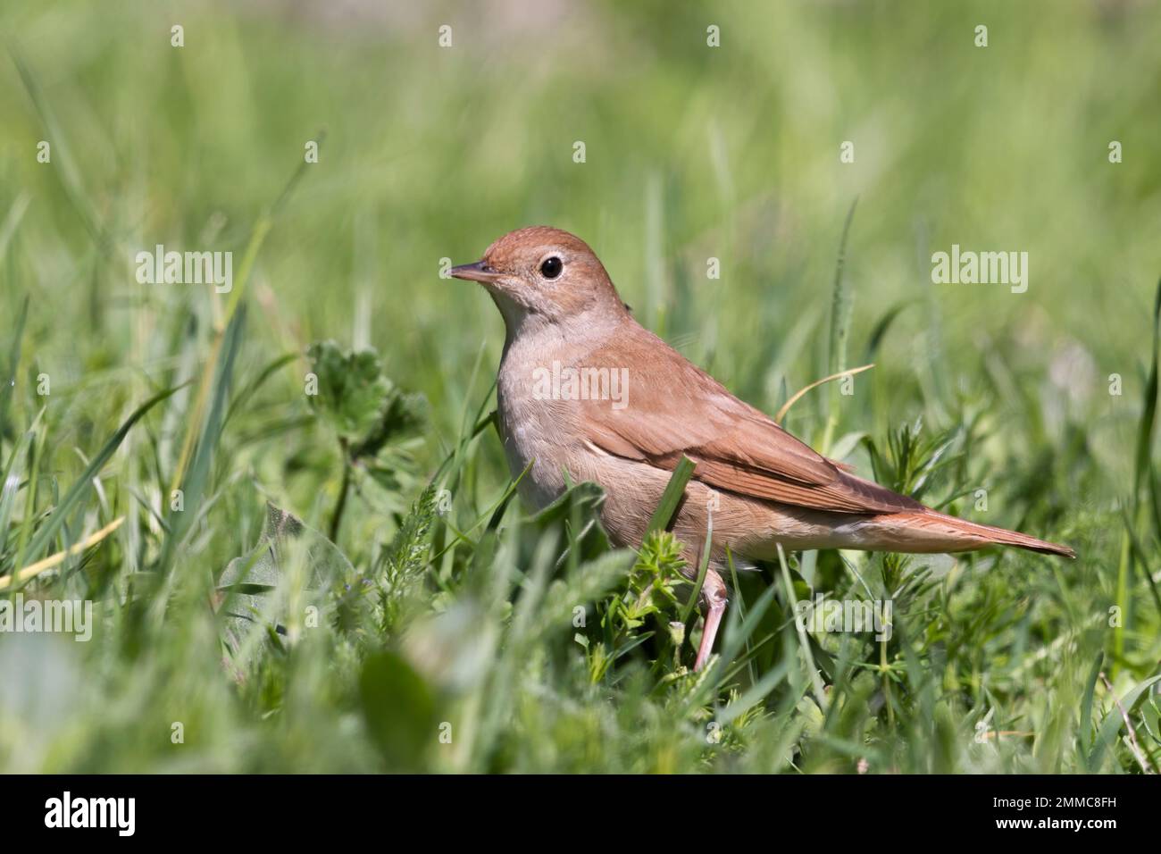 The common nightingale, rufous nightingale or nightingale (Luscinia ...