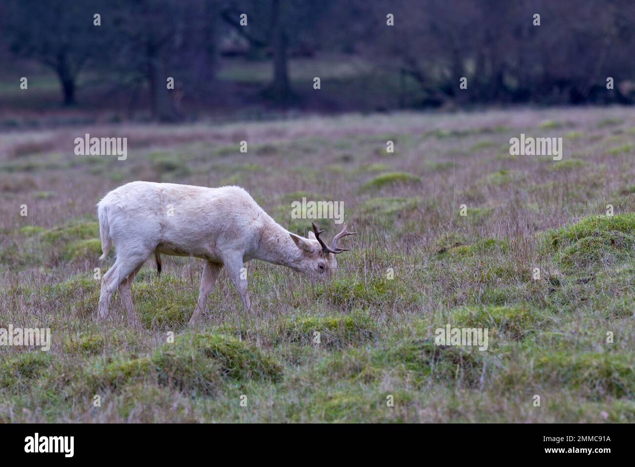 Menil fallow deer hi-res stock photography and images - Alamy