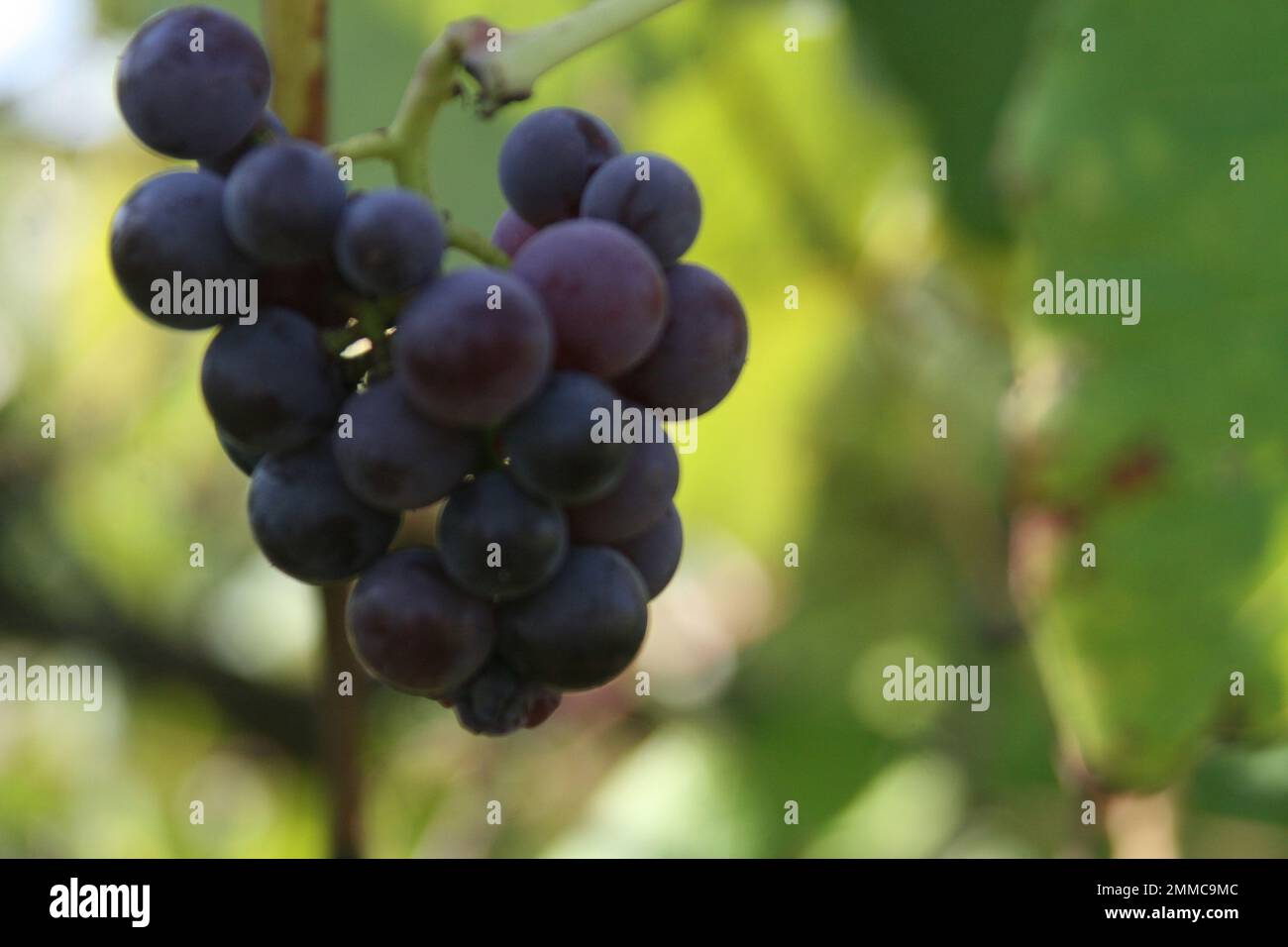 4M Vineyards & Farms is a Missouri source for wine grapes. St. James ...