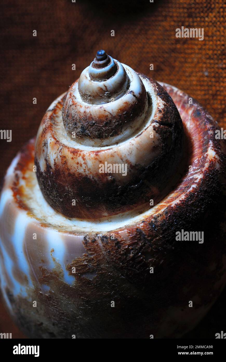 seashell, shell, structure, still life, beauty, art, concept, artwork ...