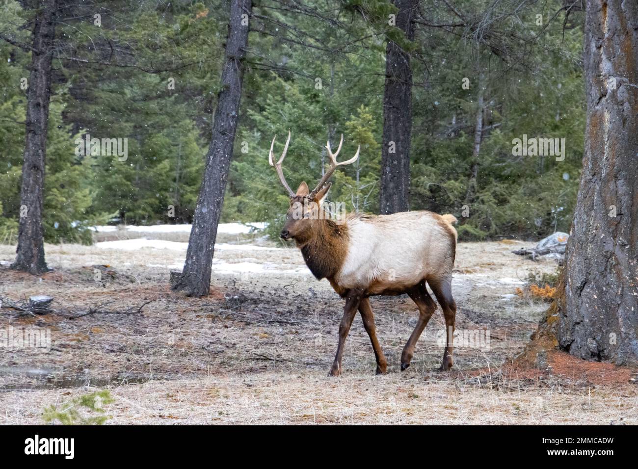 Male elk in woods hi-res stock photography and images - Alamy