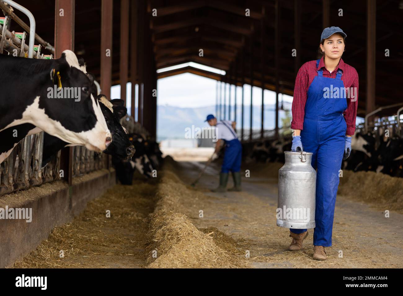 Portraif of caucasian woman dairy farm worker carrying metal milk can ...