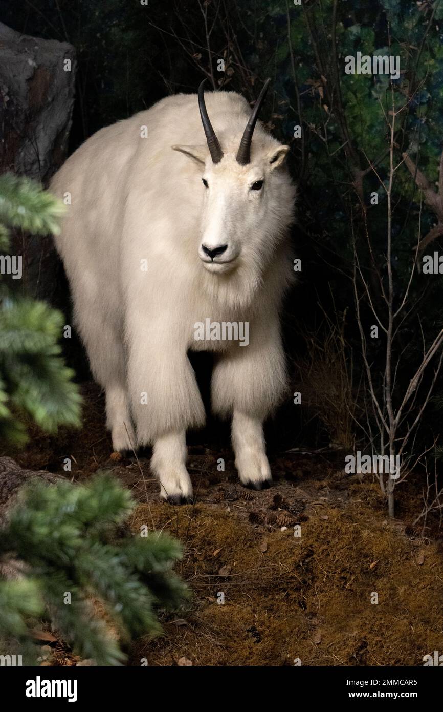 Mountain goat museum hi-res stock photography and images - Alamy