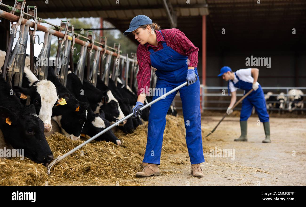 Male and female farm workers feed cows Stock Photo - Alamy